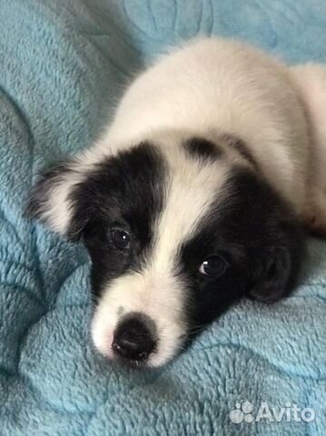 Ласковый щенок- дворянка Лика в дар