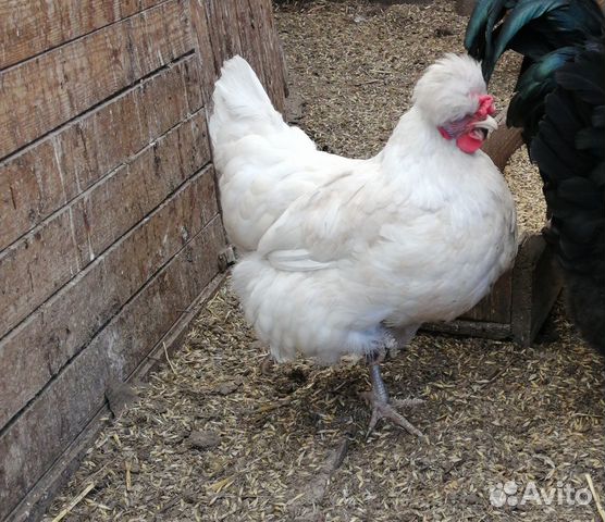 Цыплята 3 месяца