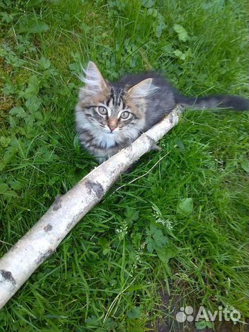 Отдаем котенка в хорошие руки