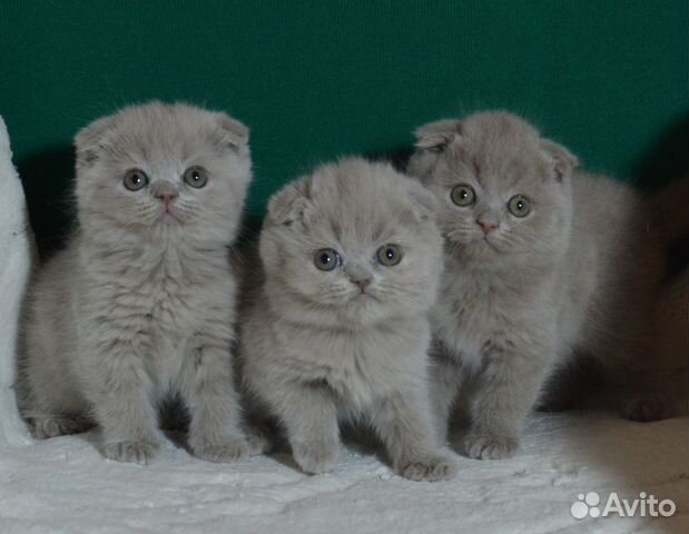 Девочки лиловые вислоухие