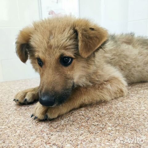 Щенок Бим ищет хозяина. Отдадим в хорошие руки