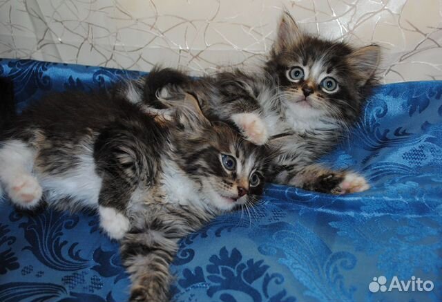 Суперские котята