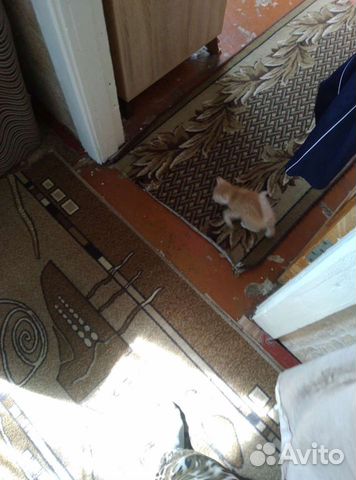 Котик,от трехшорстной кошки