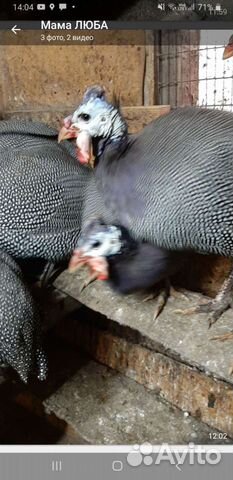 Цесарки-Красавицы