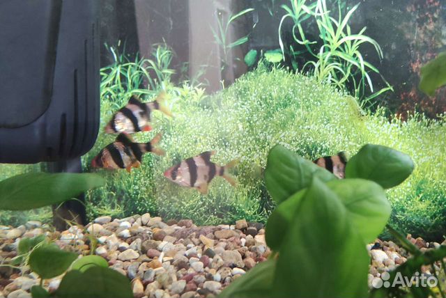 Рыбки барбусы (5 шт)