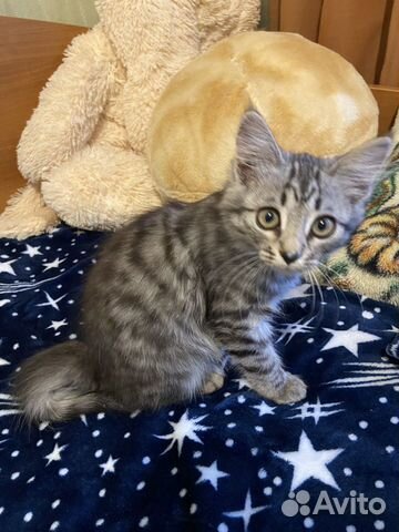 Котенок
