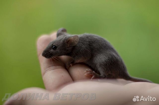 Короткошерстный мышонок девочка
