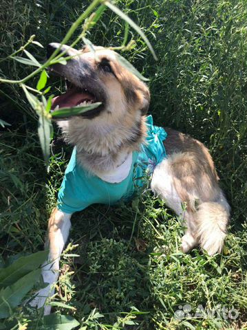 Собака в добрые руки щенок