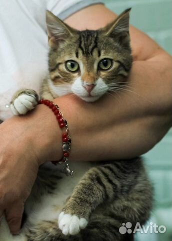 Полосатый ручной котёнок в дар