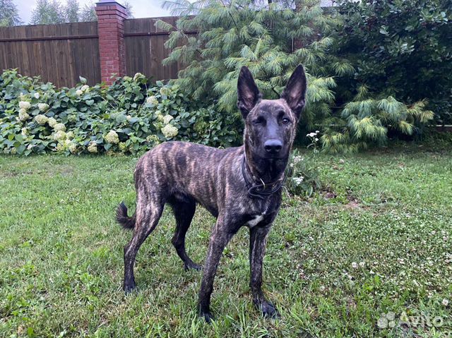 Тигровый щенок в добрые руки