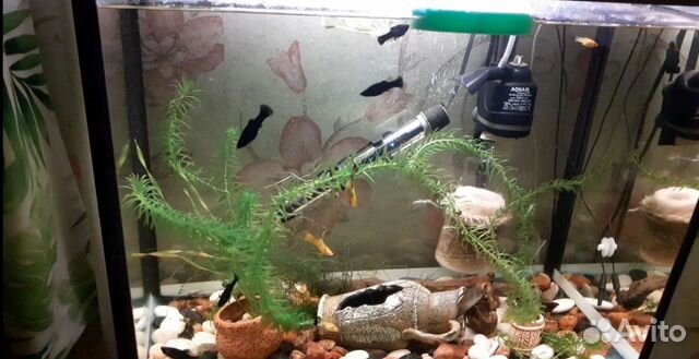 Аквариумные рыбки малинезии