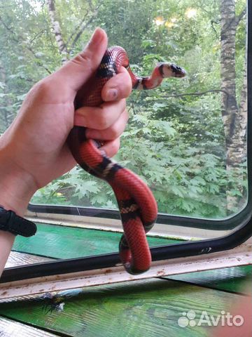 Синалойская змея. Самка