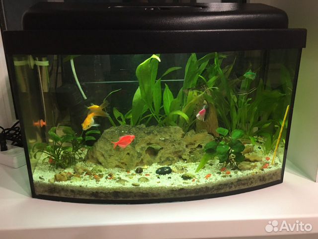 Аквариум с рыбками