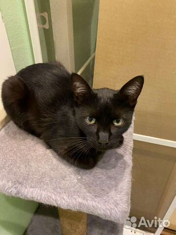 Котв добрые руки