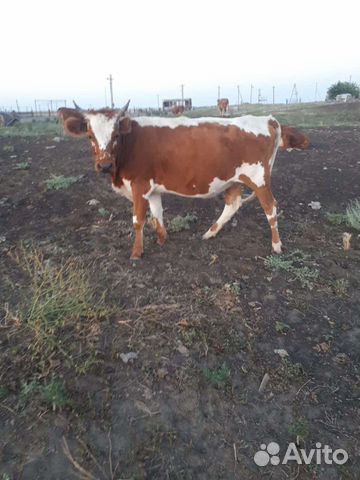 Тёлки молодые 1.7