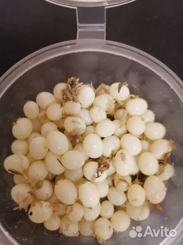 Яйца улитки ахатины