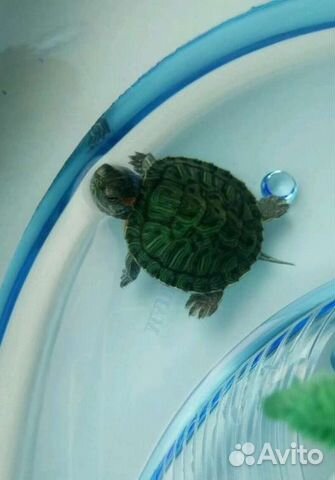 Красноухая черепаха бесплатно