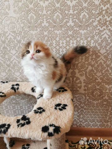 Шотландская вислоухая девочка