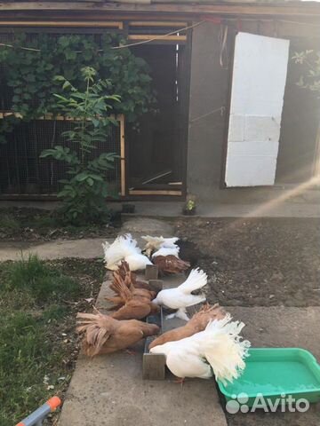 Голуби статные и павлины