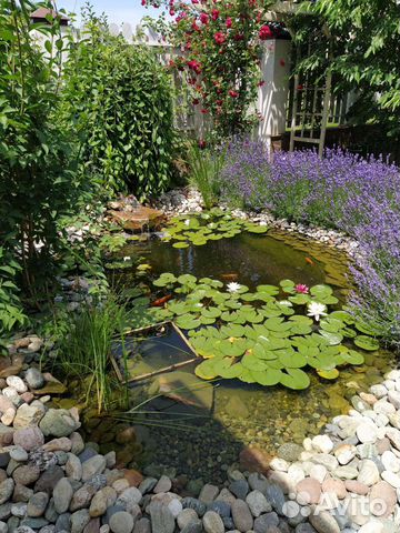 Карп кои (малёк)