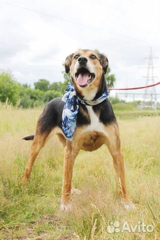 Красавица Стелла ищет дом