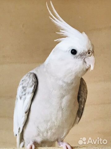 Пара бесщеких корелл