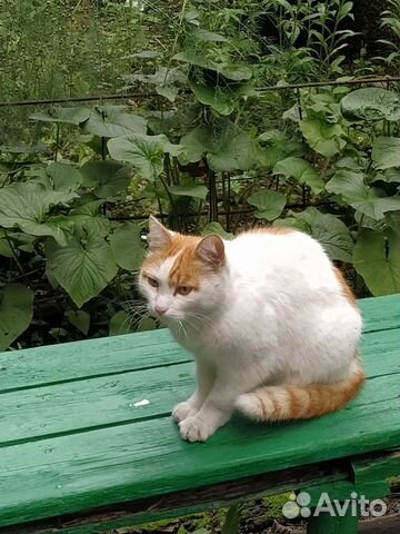 Кот Вася ищет дом