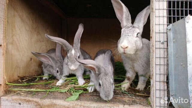 Кролики разной породы