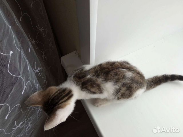Котенок