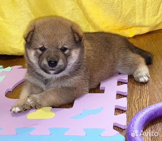 Сиба ину, щенок, мальчик