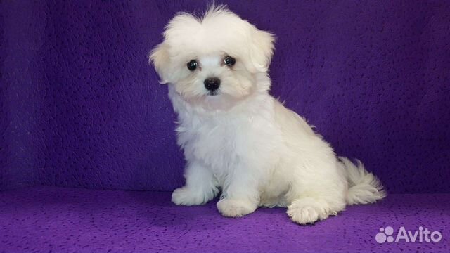 Щенки мальтийской болонки