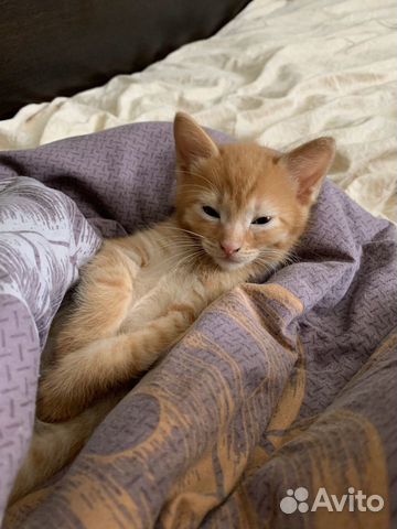 Отдам котенка в добрые руки, приучен к лотку, 2 ме