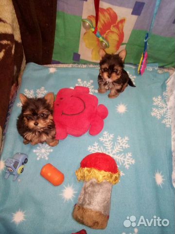 Щенки йоркширского терьера