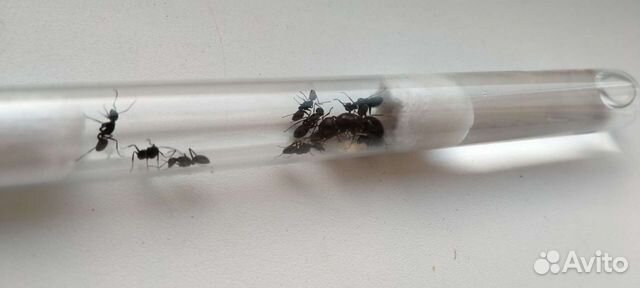 Продаётся колония camponotus saxatilis