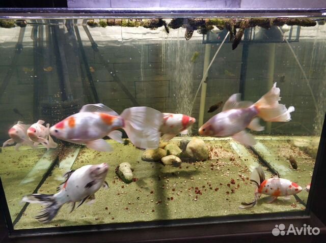 Золотые рыбки, шубункин