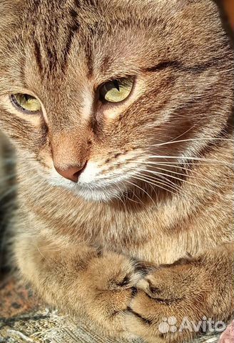 Кошка бесплатно в добрые руки