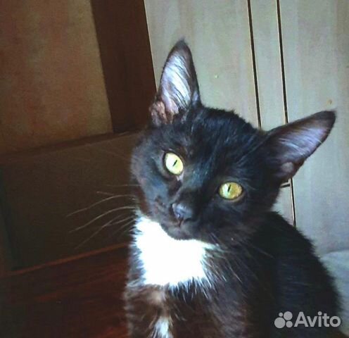 Котенок Саймон