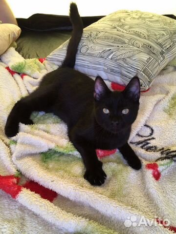 Черный котенок в добрые руки