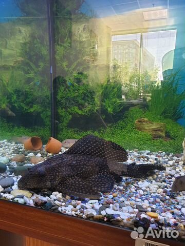 Сом птеригоплихт