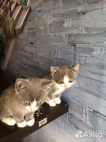 Котята 2 мальчика приучены к лотку, едят домашнюю