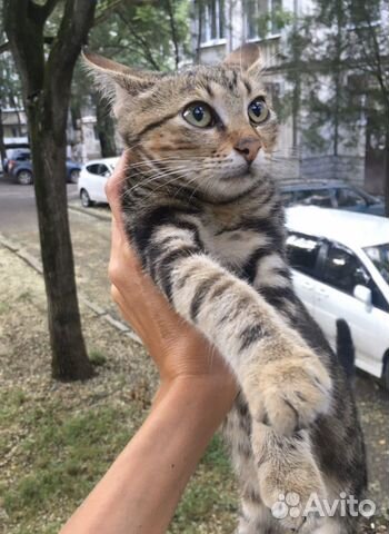 Котенок, мальчик