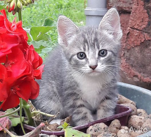 Серый котенок в добрые руки