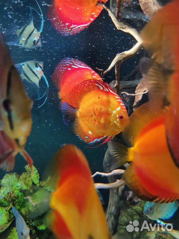 Дискусы пара