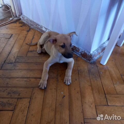 Щенок Кнопка