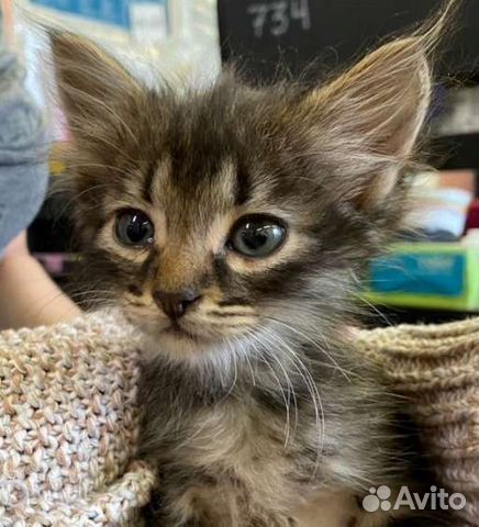 Бельчонок с кисточками