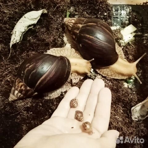 Маленькие улитки ахатины и икра (яйца) улиток