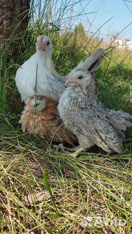 Малазийская серама. Куры и петухи. Инкубационное я