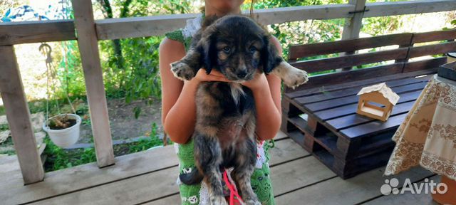 Щенок, мама кокер-спаниель