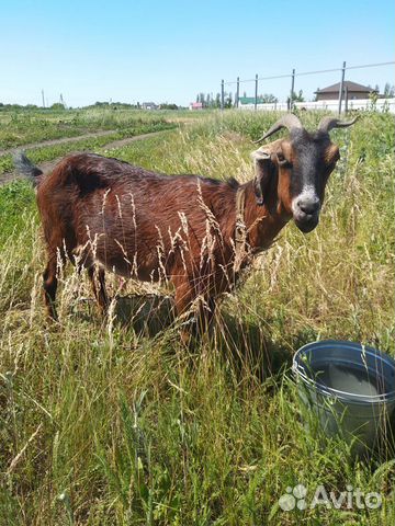 Коза помесь нубийки