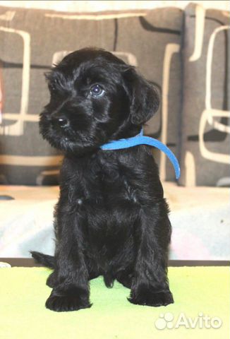 Миттельшнауцер чёрный